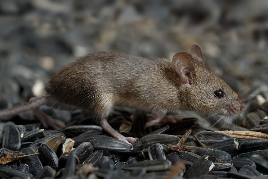 Comment éviter l’entrée de souris dans un entrepôt